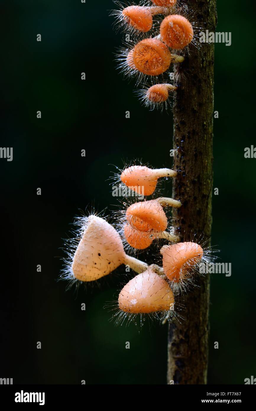 beautiful Pink Burn Cup mushroom(Cookeina speciosa) in Thai forest ...