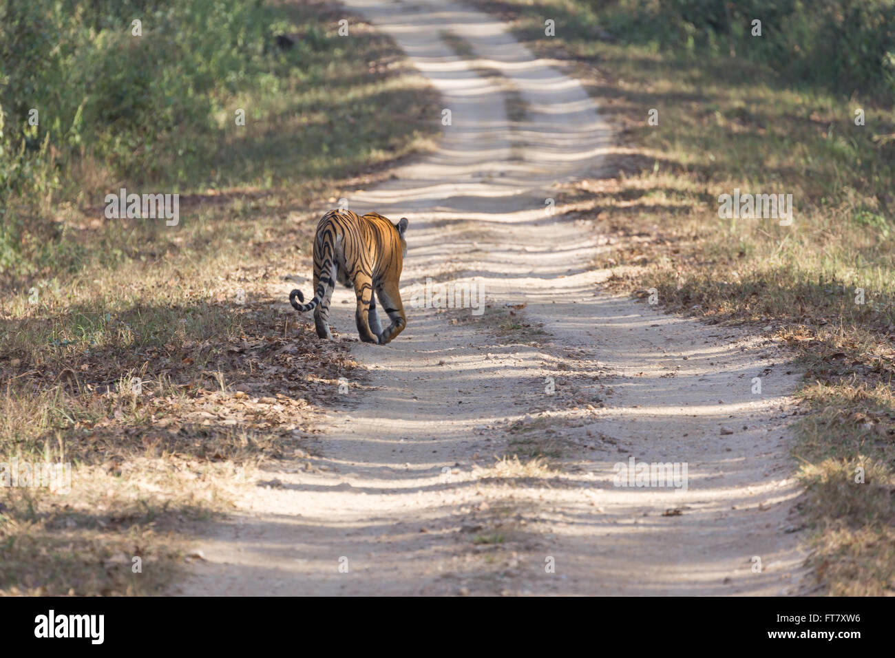 Tigre india hi-res stock photography and images - Alamy
