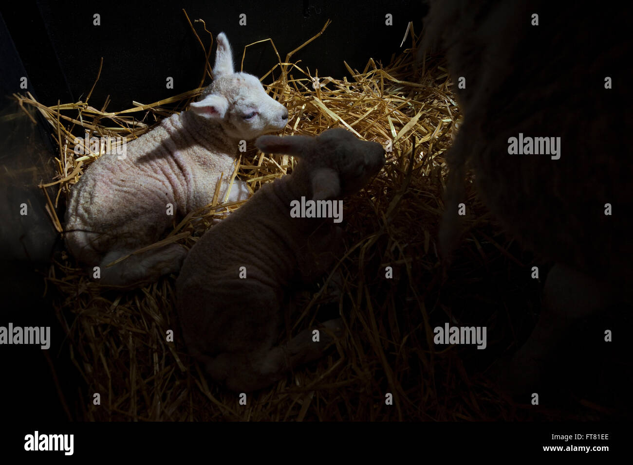 Kirsty bell hi-res stock photography and images - Alamy