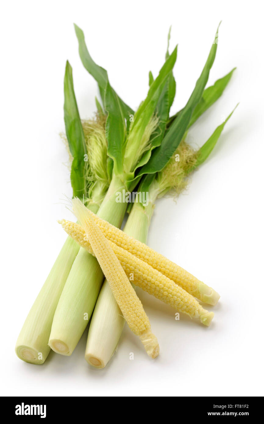 baby corn, young corn, mini corn isolated on white background Stock ...