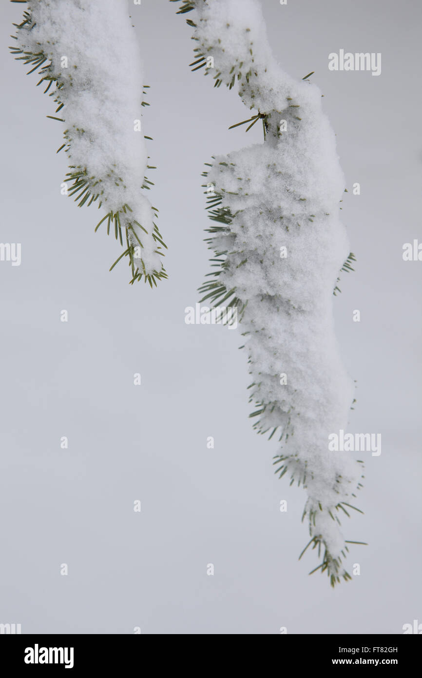 Needles of a pine type tree hanging from the branch covered in a thick ...