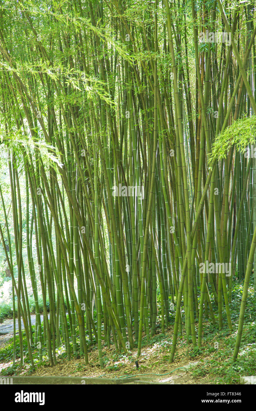 View of green canes of giant bamboo in a ornamental garden Stock Photo ...