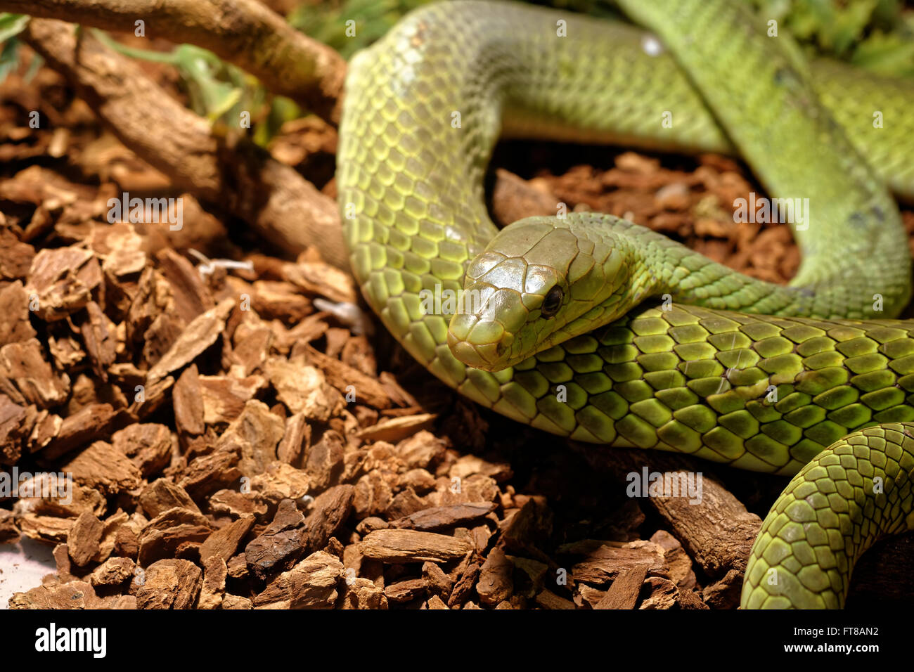 Snake in the terrarium - Green rat snake Stock Photo - Alamy