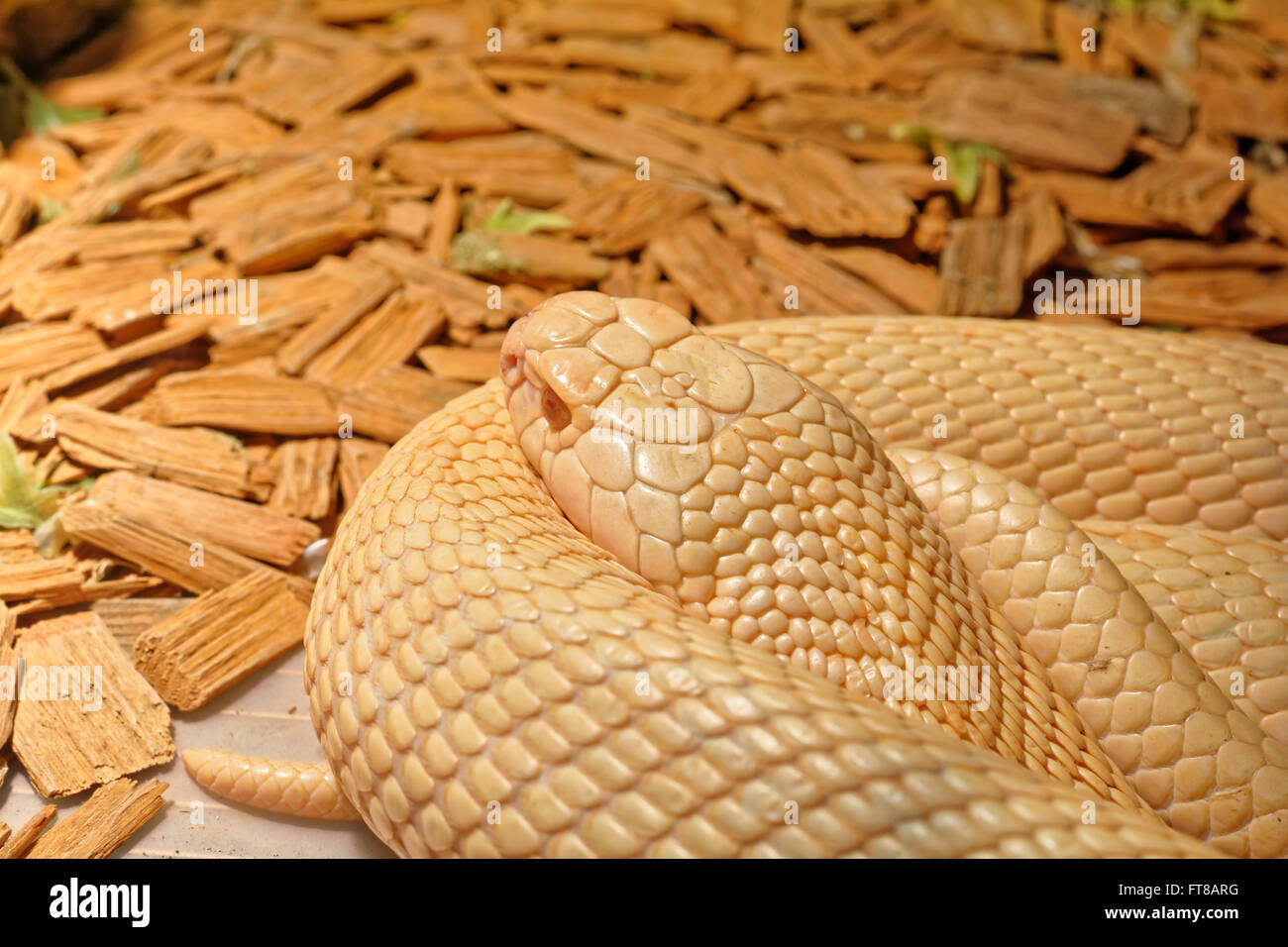 Albino tree snake hi-res stock photography and images - Alamy