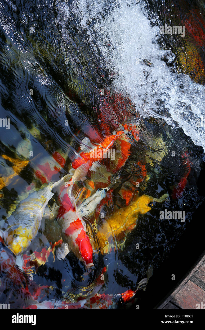Koi fish in the pool Stock Photo - Alamy