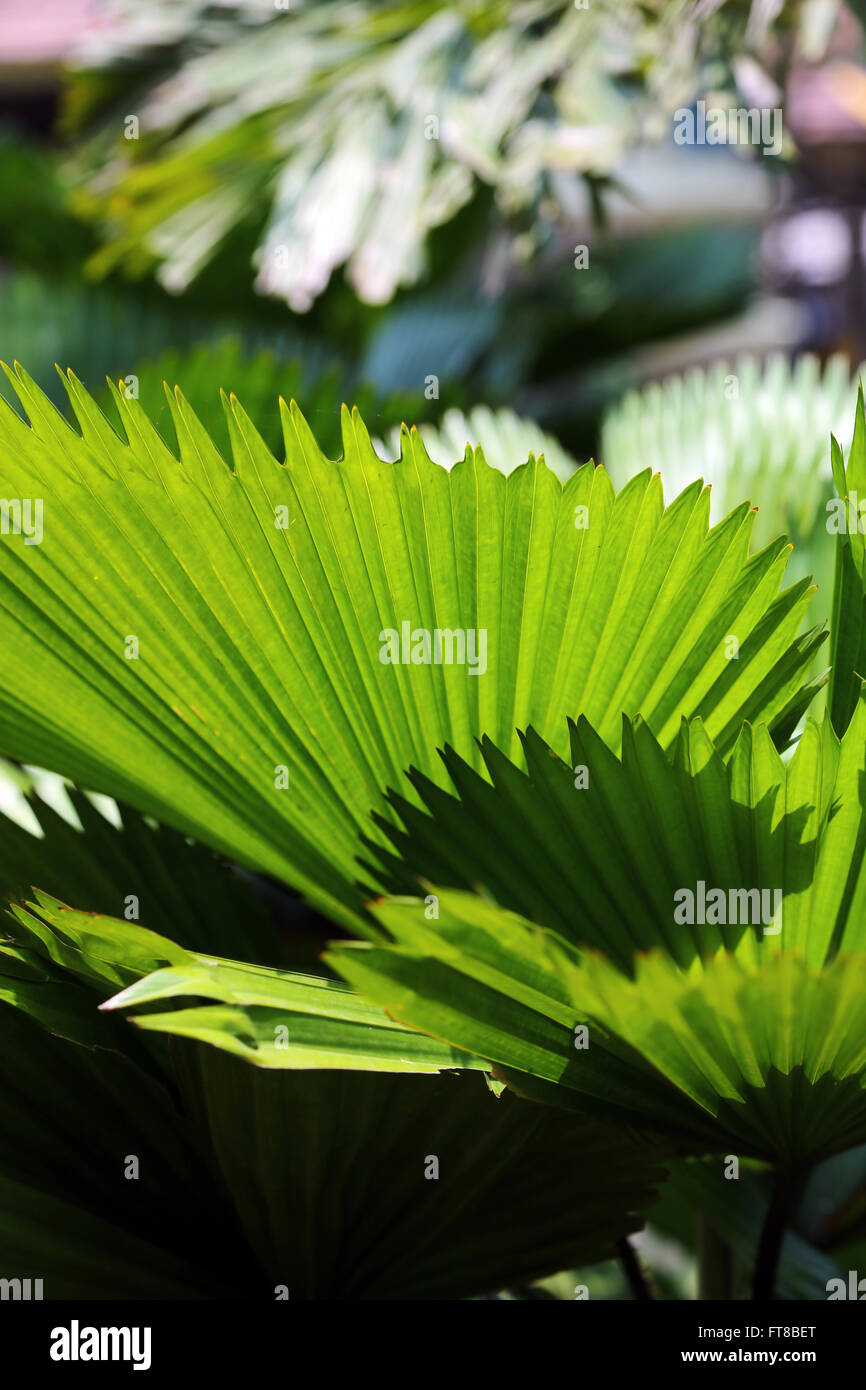 composition in photography, element design photo, line, diagonal ...