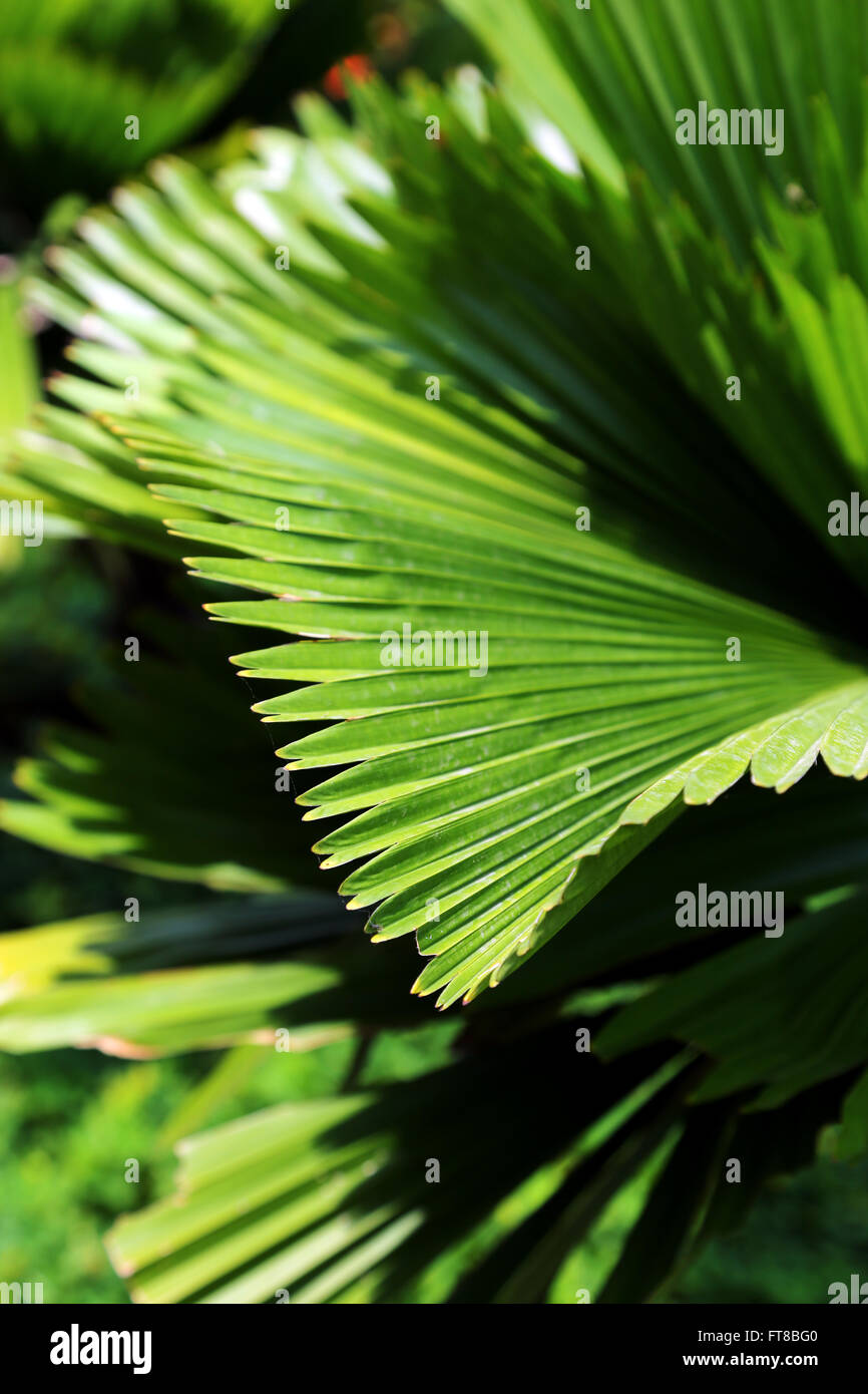 composition in photography, element design photo, line, diagonal ...