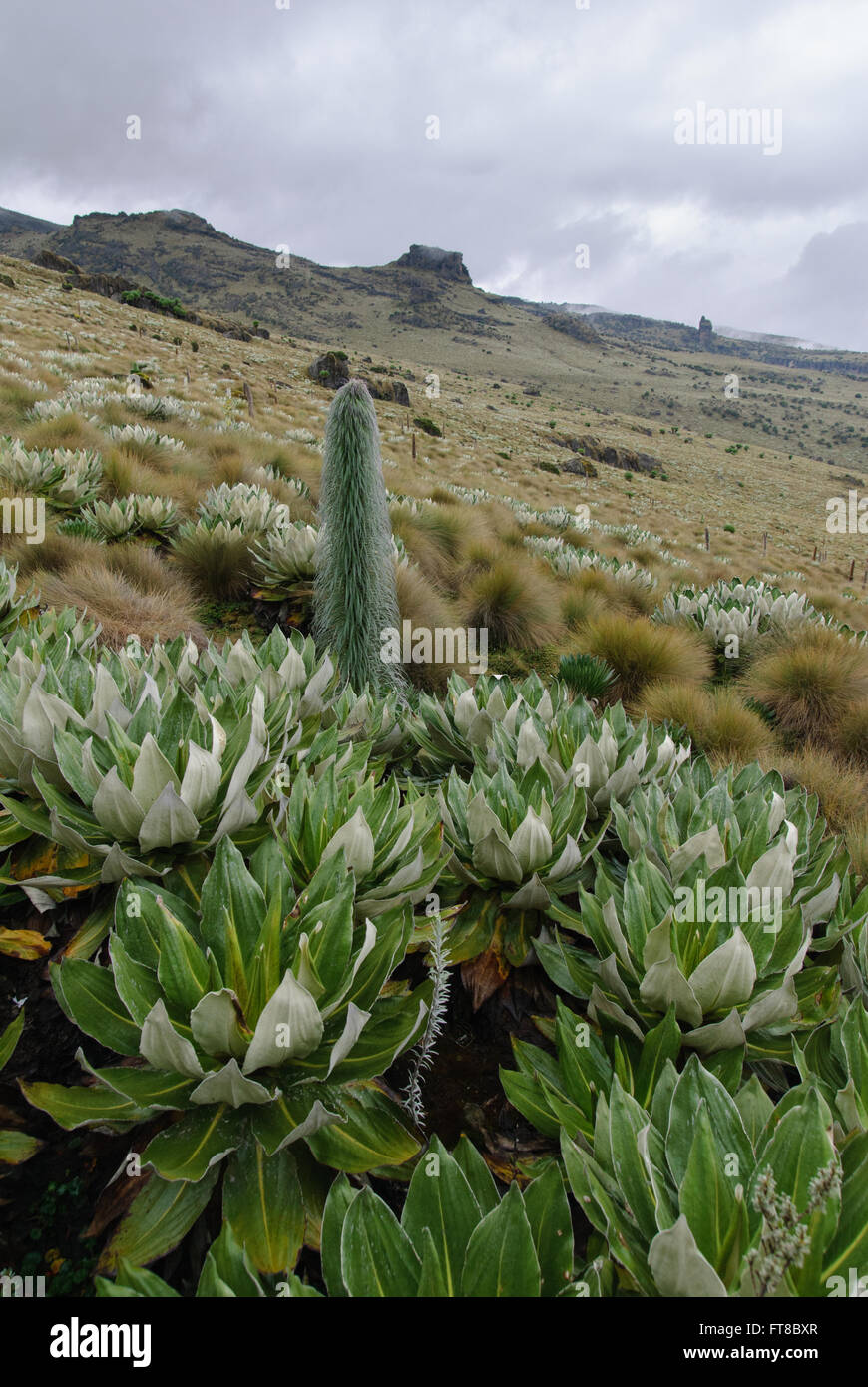 Giant Lobelia on the slopes of Mount Kenya Stock Photo - Alamy