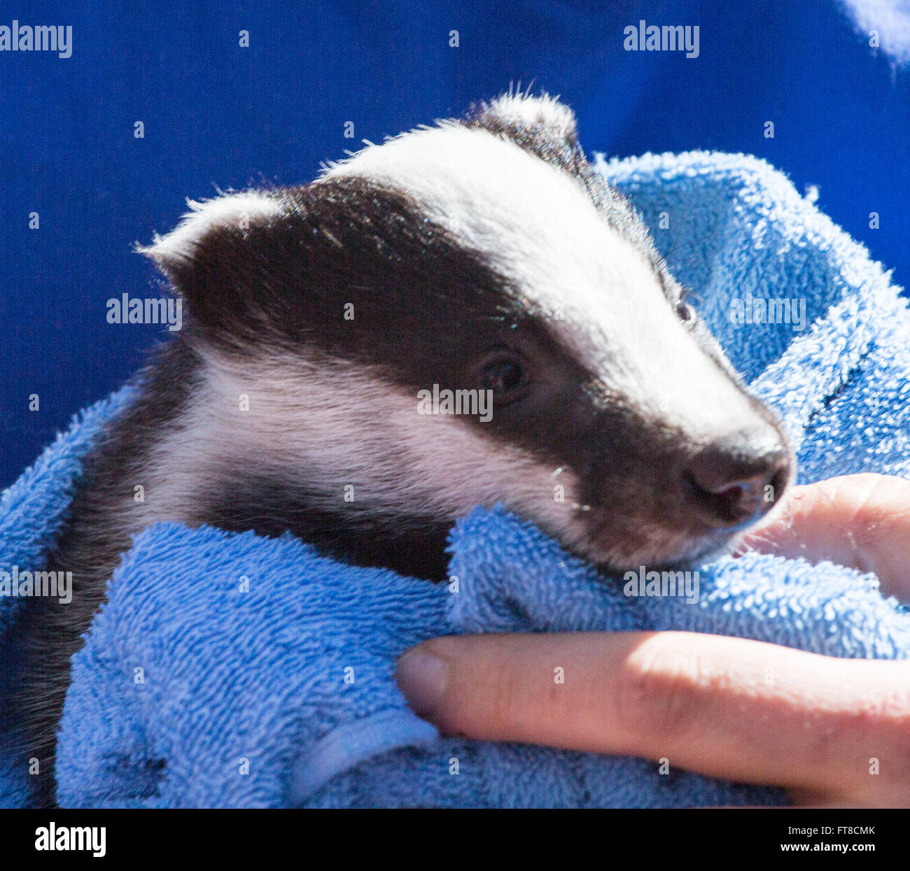 Rescued badger cub Stock Photo - Alamy