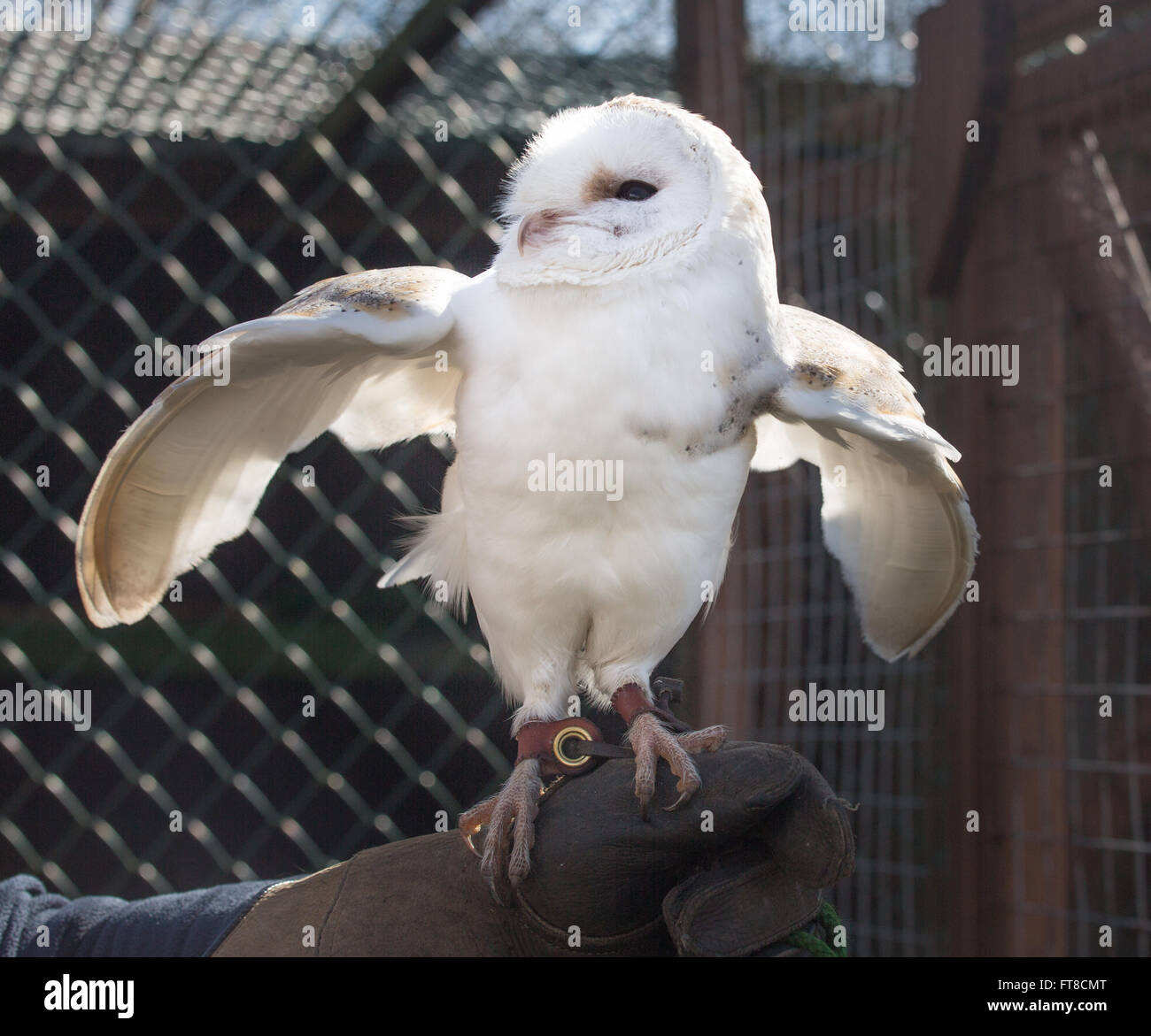 Barn ow hi-res stock photography and images - Alamy