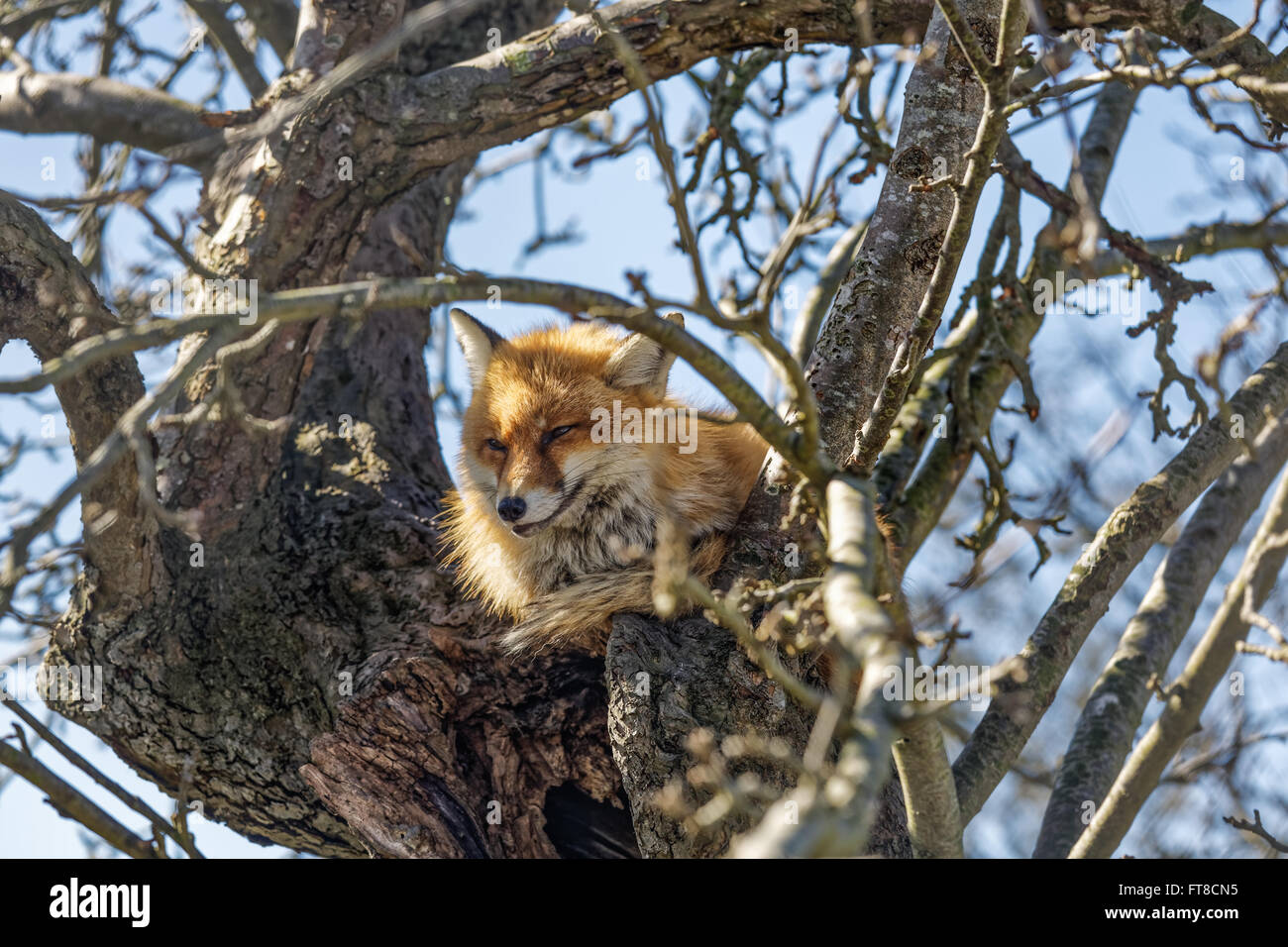 Red fox in tree hi-res stock photography and images - Alamy