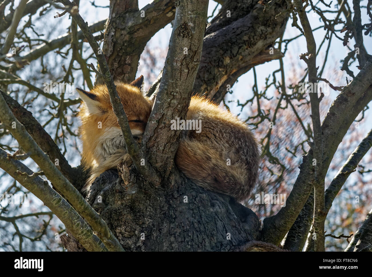 Fox up in tree Stock Photo - Alamy