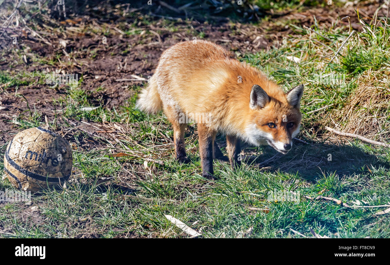 Football wildlife hi-res stock photography and images - Alamy