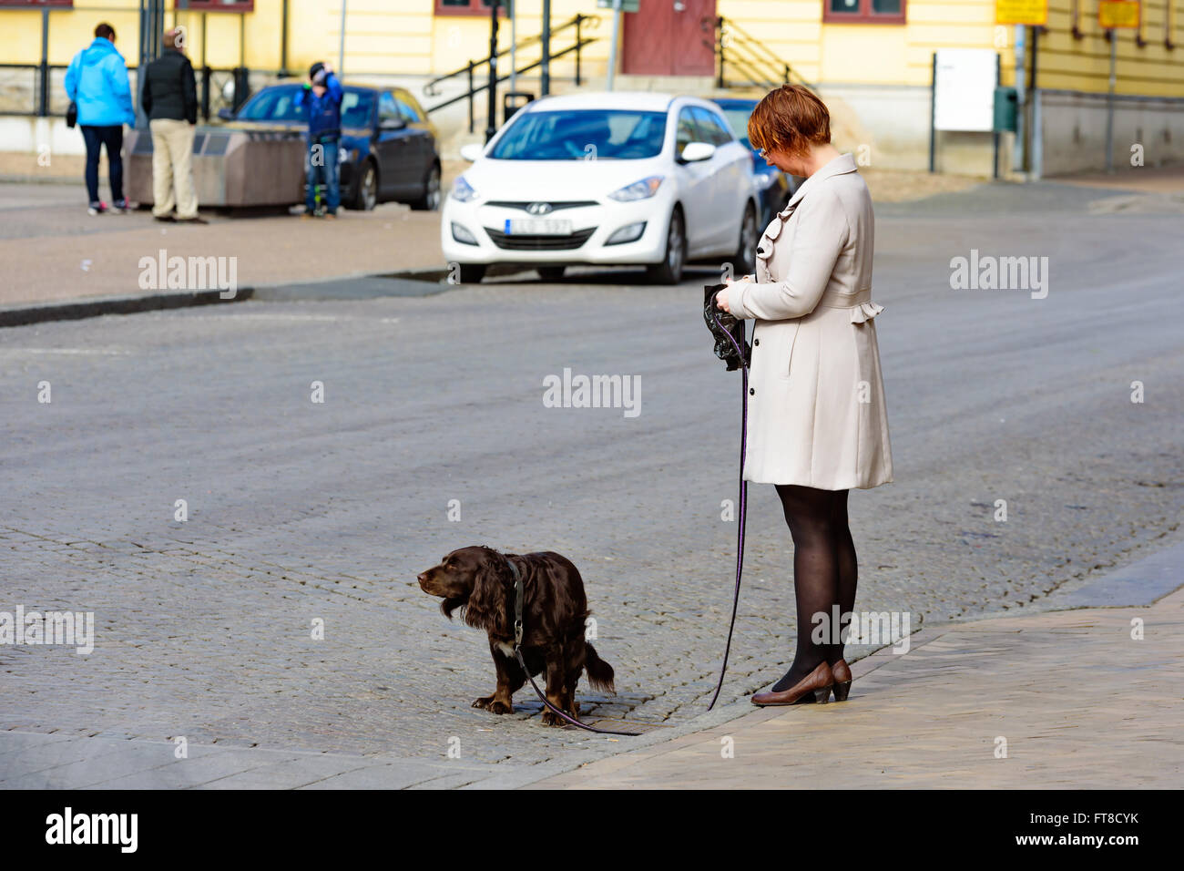 Kristianstad, Sweden - March 20, 2016: A dark brown dog makes a small ...