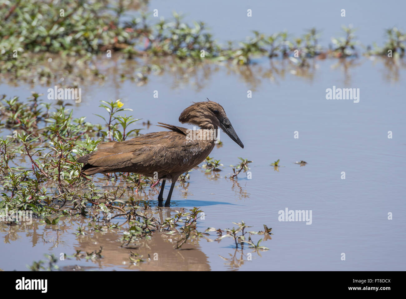Hammerkopf, hamerkop,Scopus umbretta,Vogel,Bird Stock Photo - Alamy