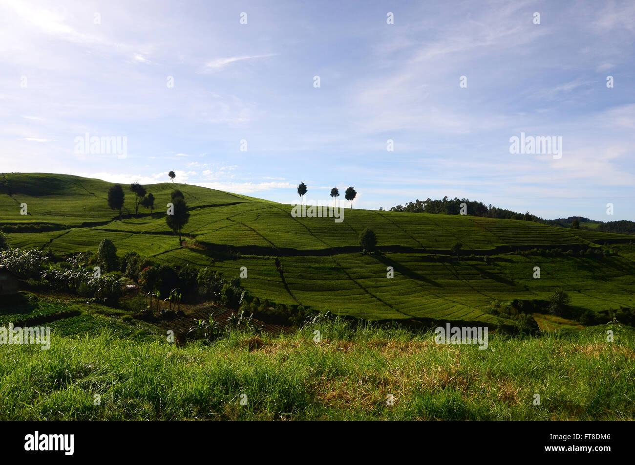 Tea Leaf plantation at Mount Patuha, Bandung, West Java, Indonesia ...
