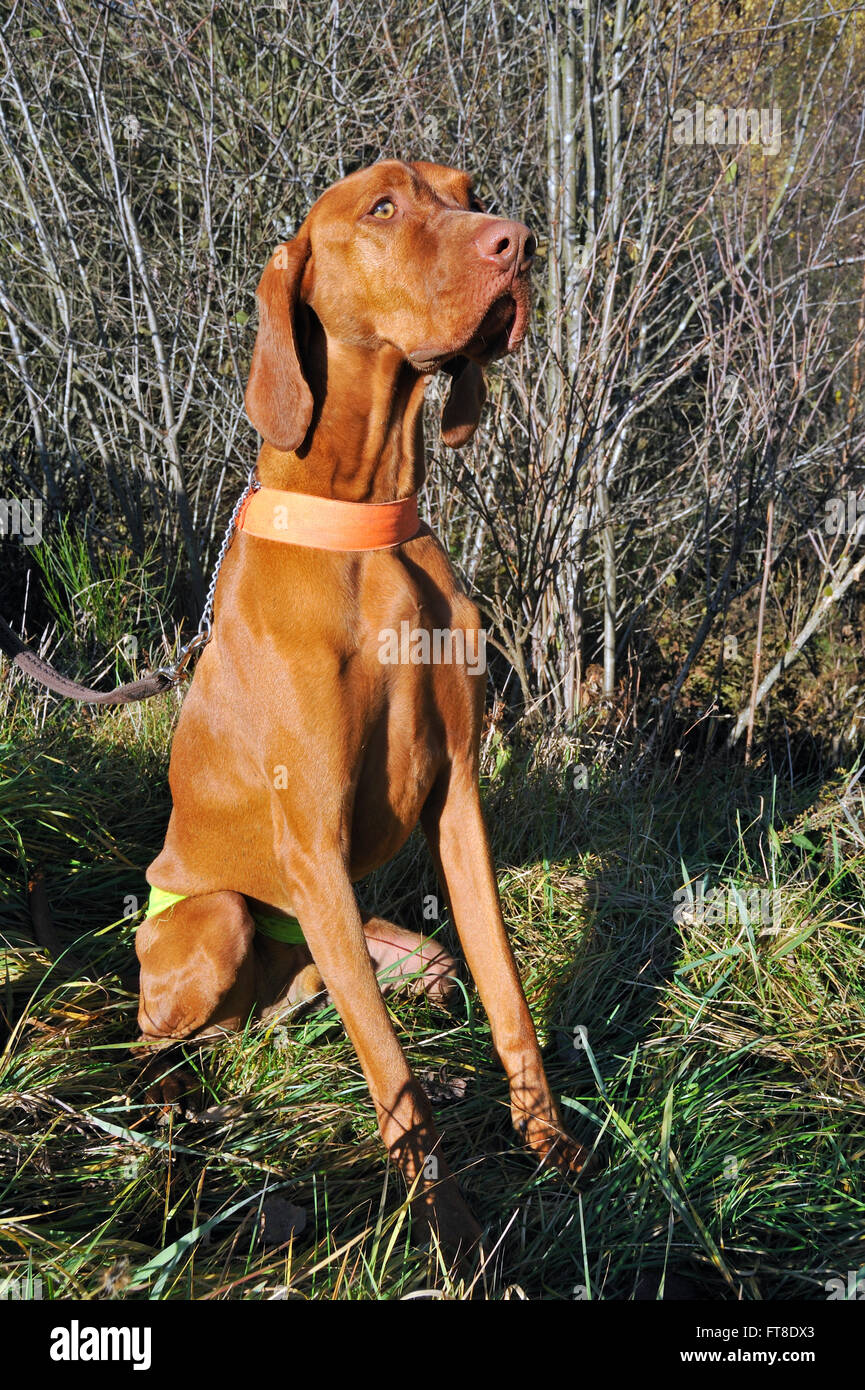 Caza De Vizsla Perro Vizsla En Invierno Perro De Caza Perro De Raza