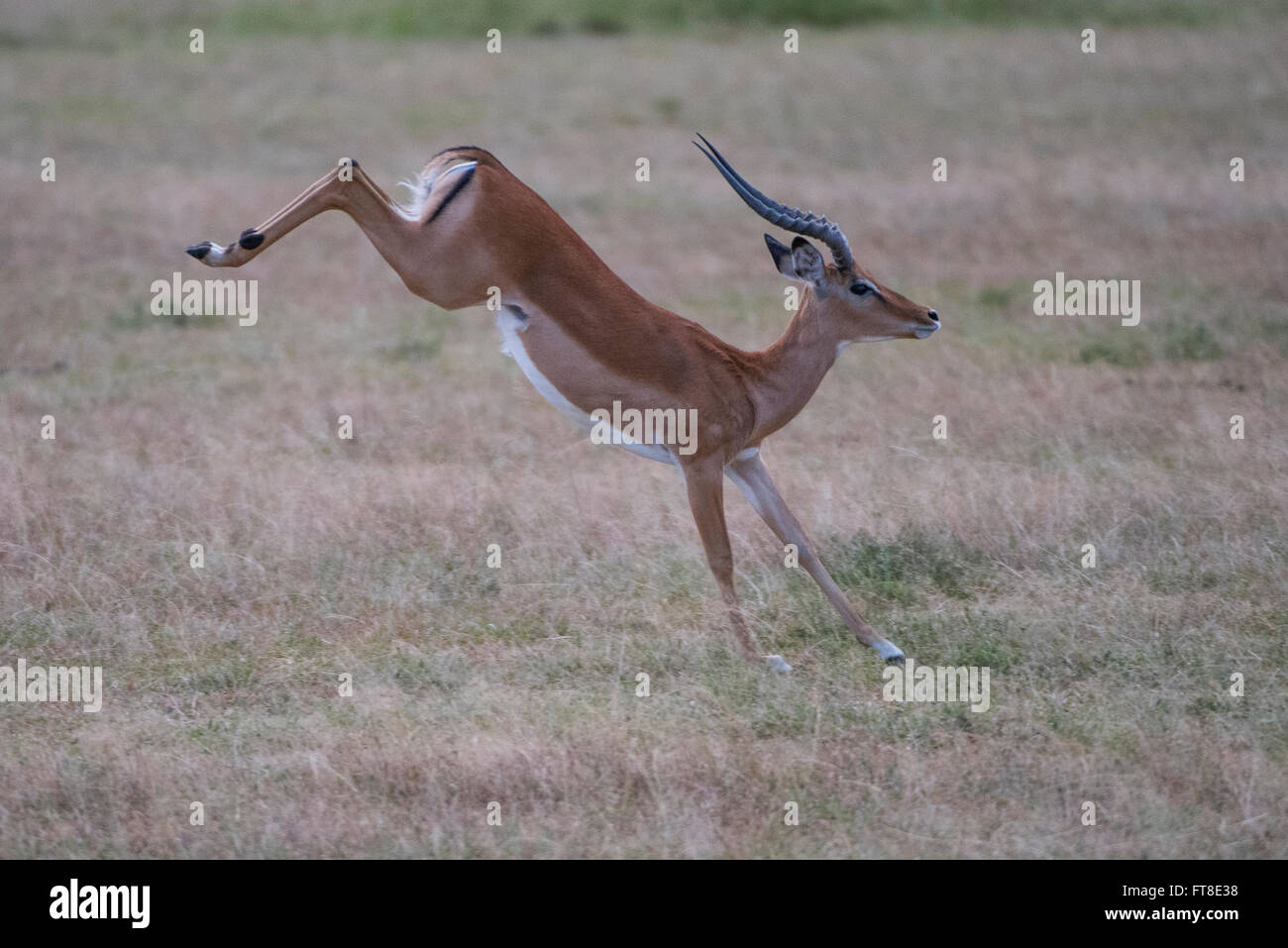 Gazelle running hi-res stock photography and images - Alamy