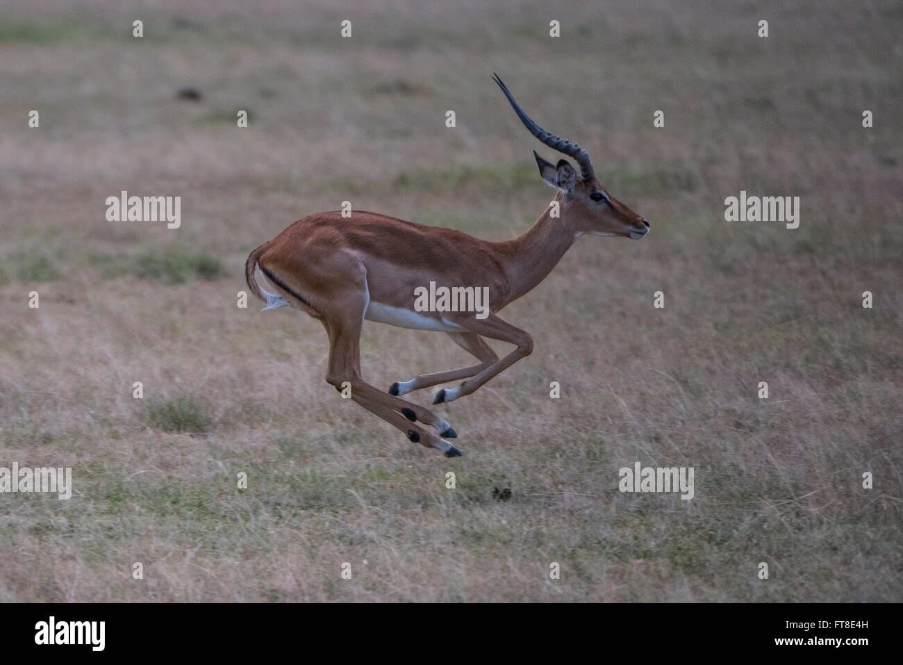 Impalas running hi-res stock photography and images - Alamy