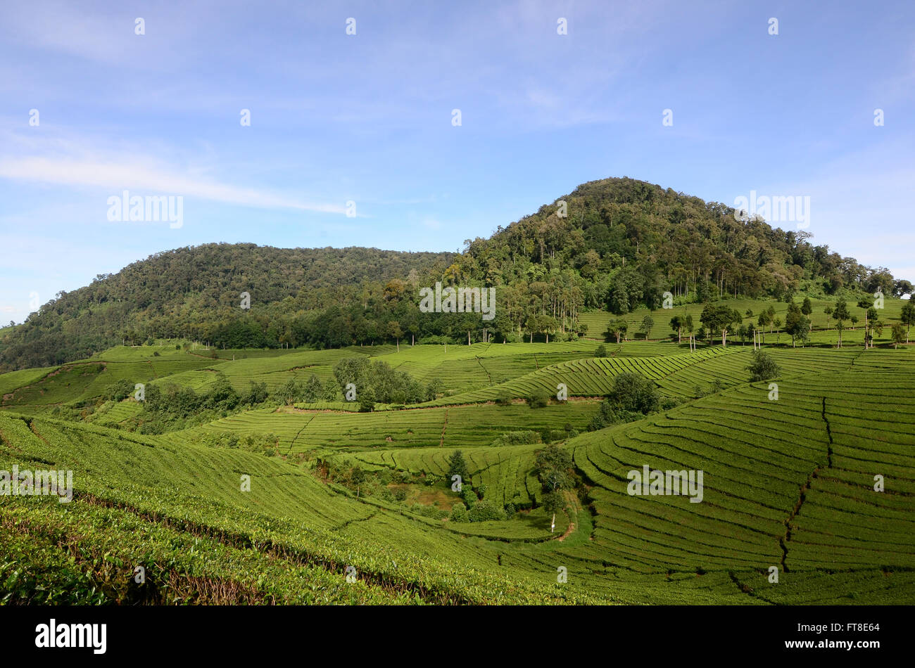 Tea Leaf plantation at Mount Patuha, Bandung, West Java, Indonesia ...