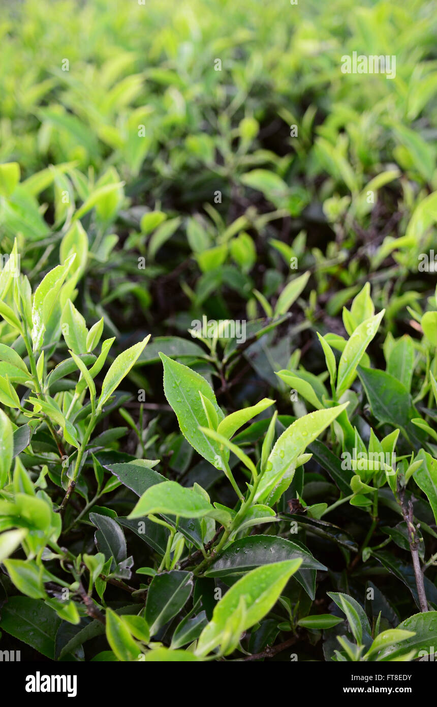 Java leaf hi-res stock photography and images - Alamy