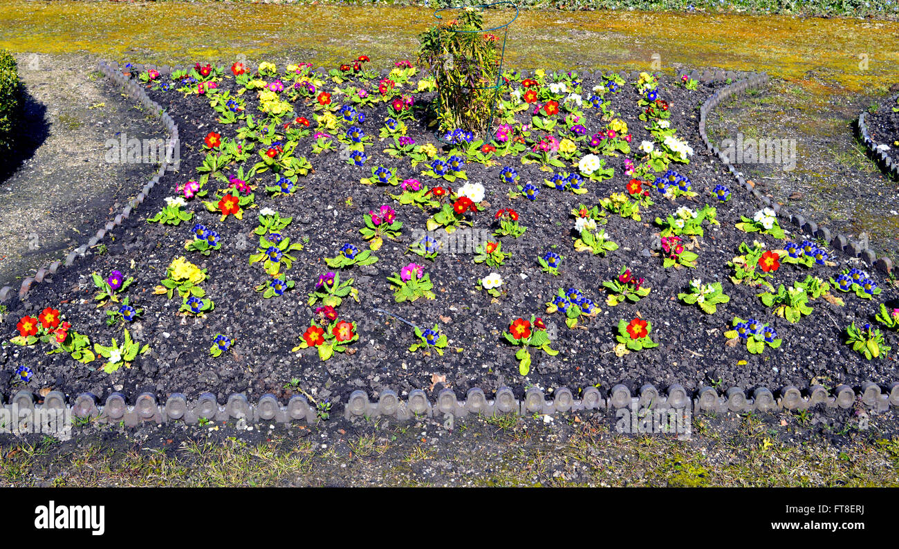 Primula mixed colour flower bed Stock Photo - Alamy