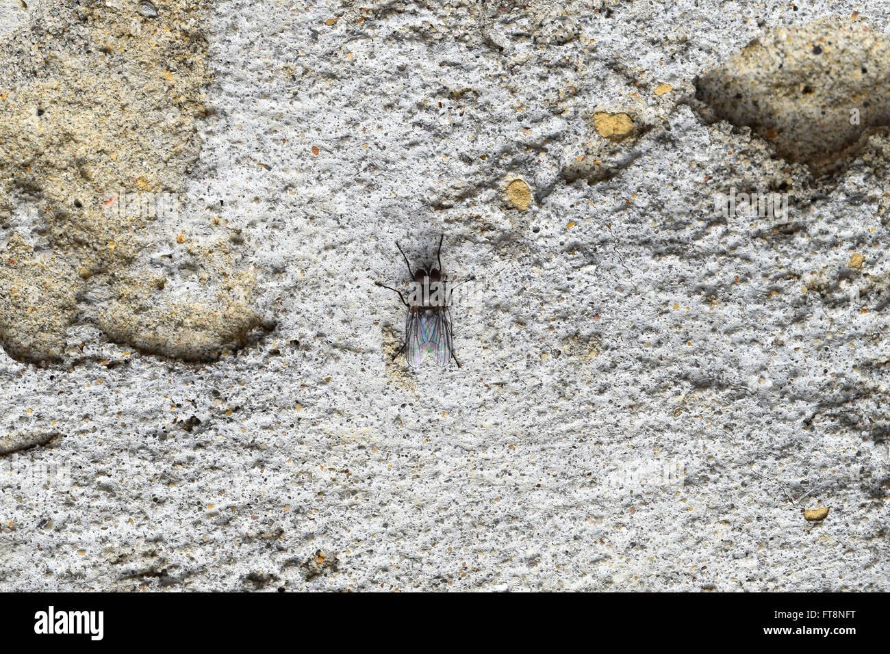 Small fly on a concrete wall. Two-winged insects, scavenger Stock Photo ...