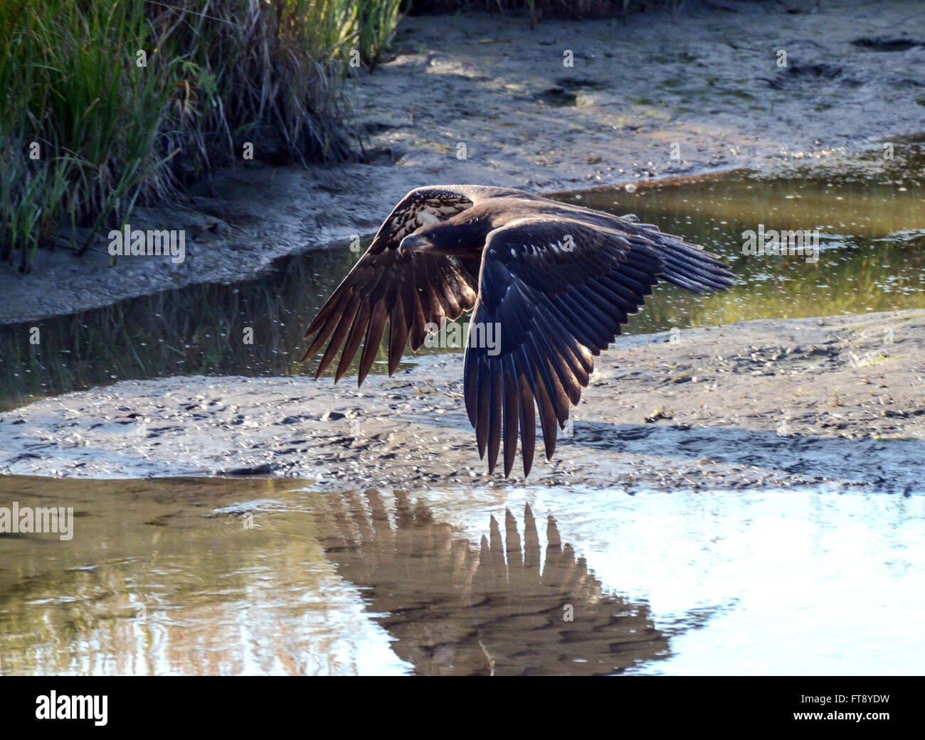 Juvenile Bald Eagle flying over water Stock Photo - Alamy