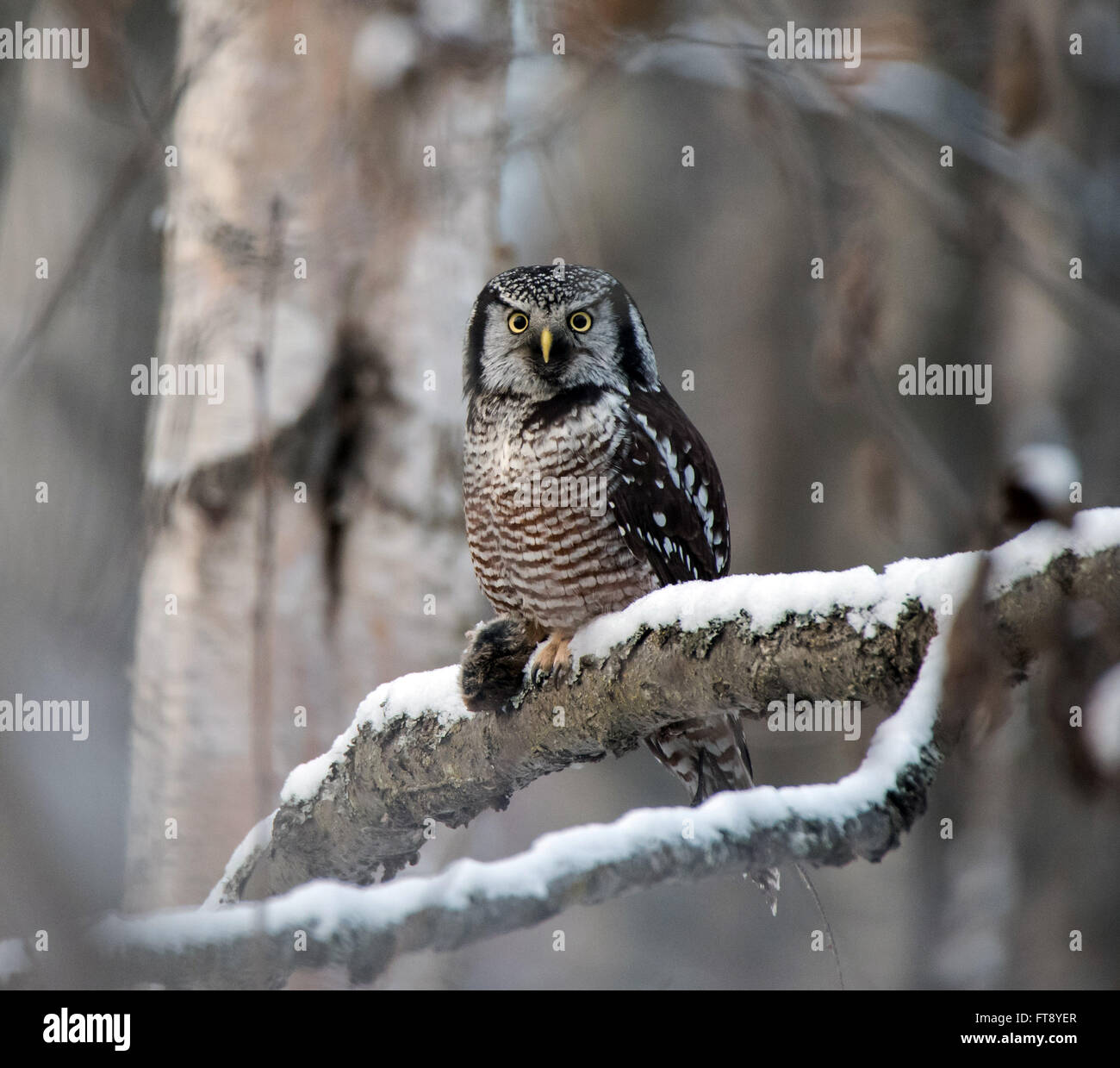 Northern Hawk Owl Stock Photos & Northern Hawk Owl Stock Images - Alamy