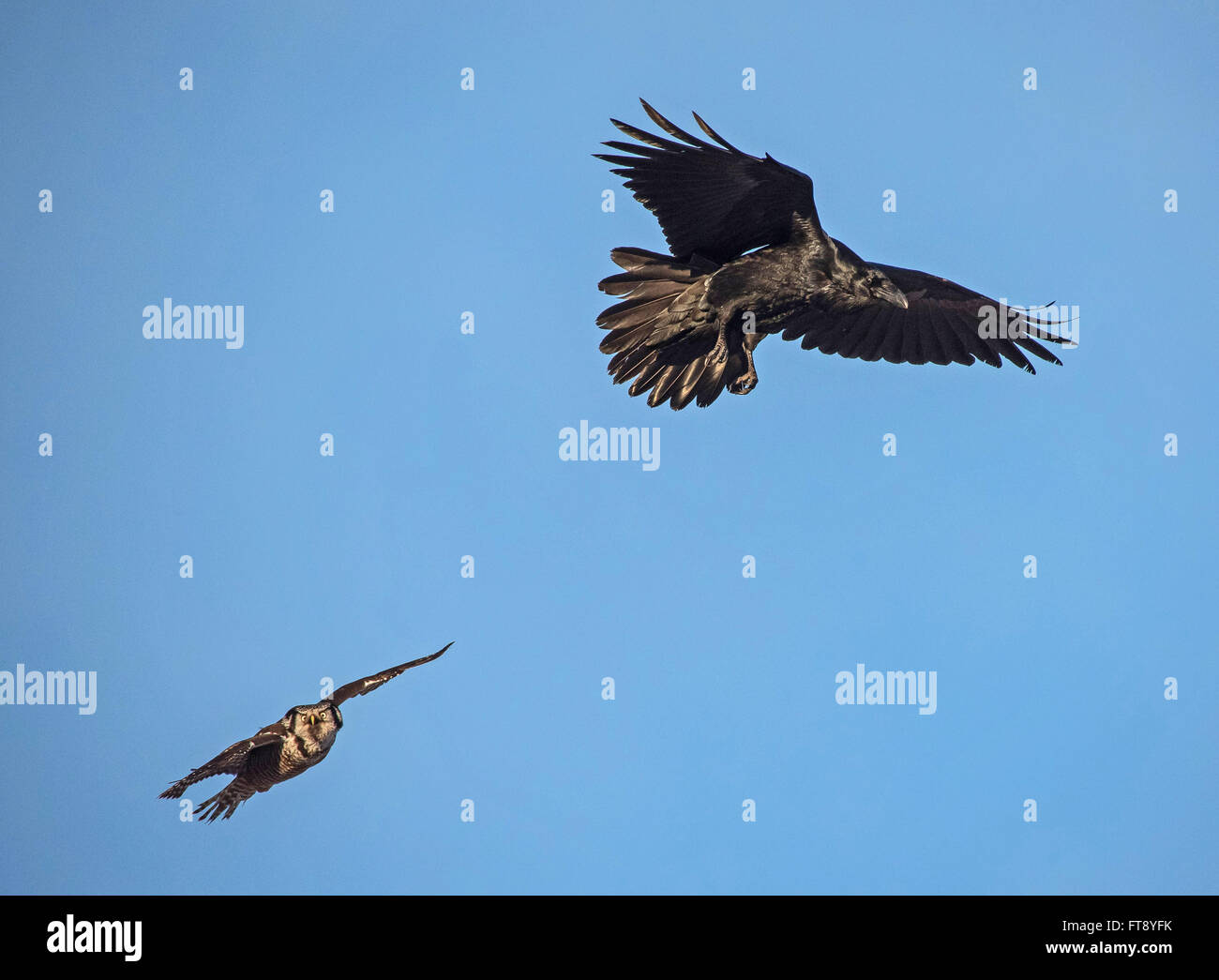 Predator chasing prey hi-res stock photography and images - Alamy