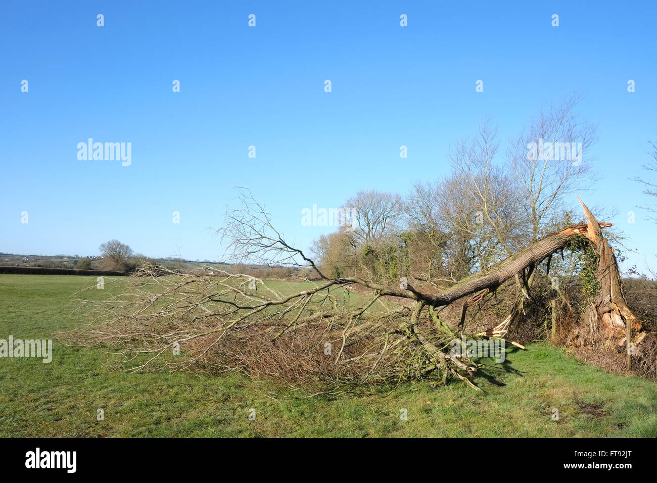Tree blown over by wind hi-res stock photography and images - Alamy