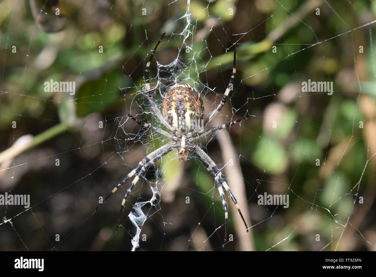 Argiopa Spider on the web. Arachnid predator Stock Photo - Alamy