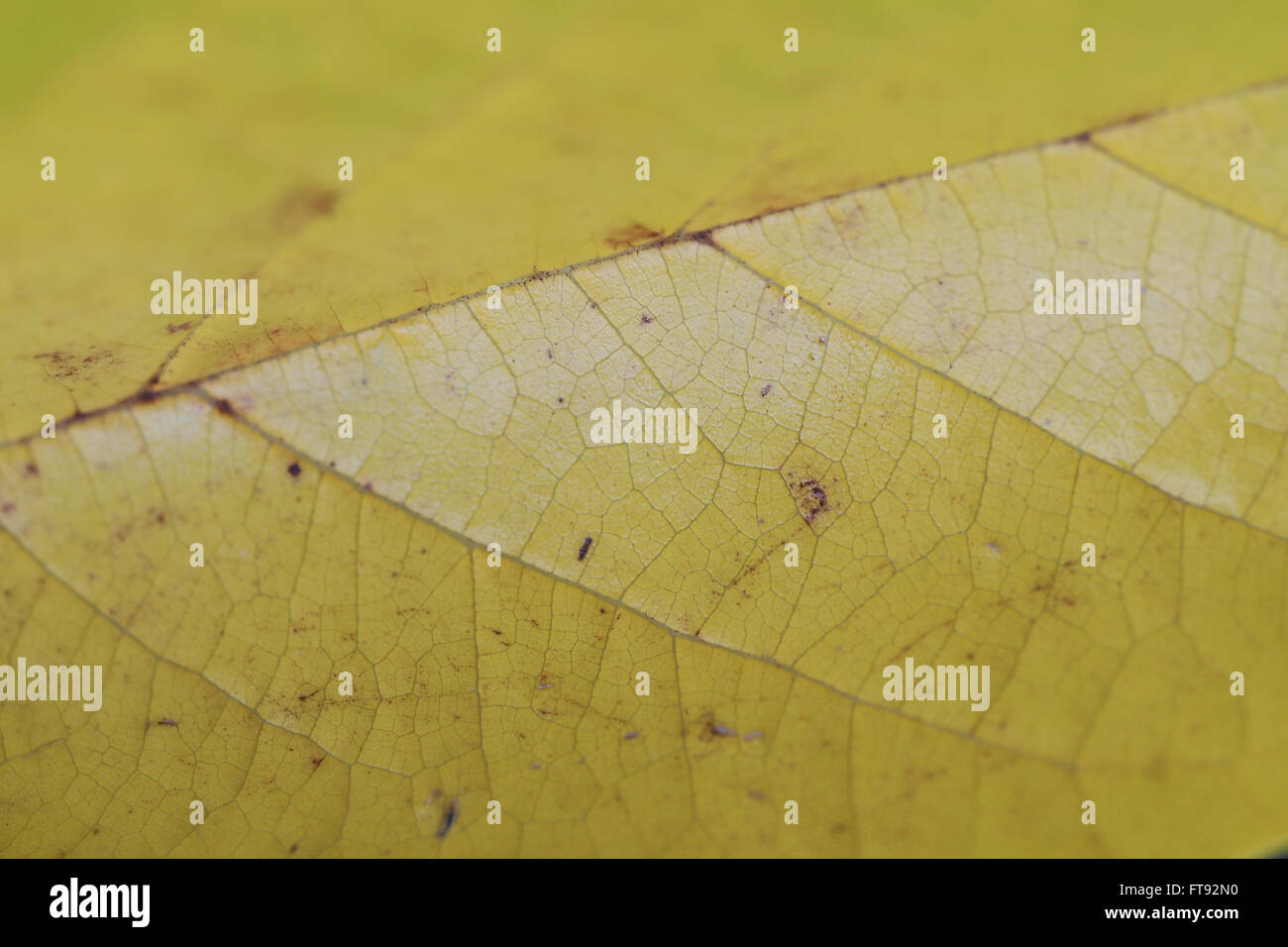Mulberry Tree Leaf High Resolution Stock Photography and Images - Alamy