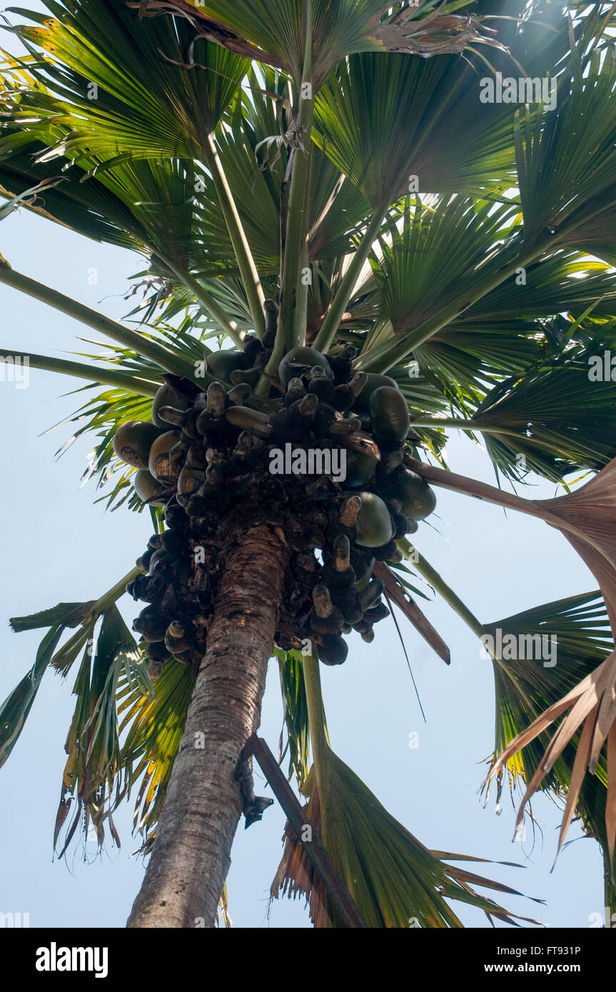 Double coconut hi-res stock photography and images - Alamy