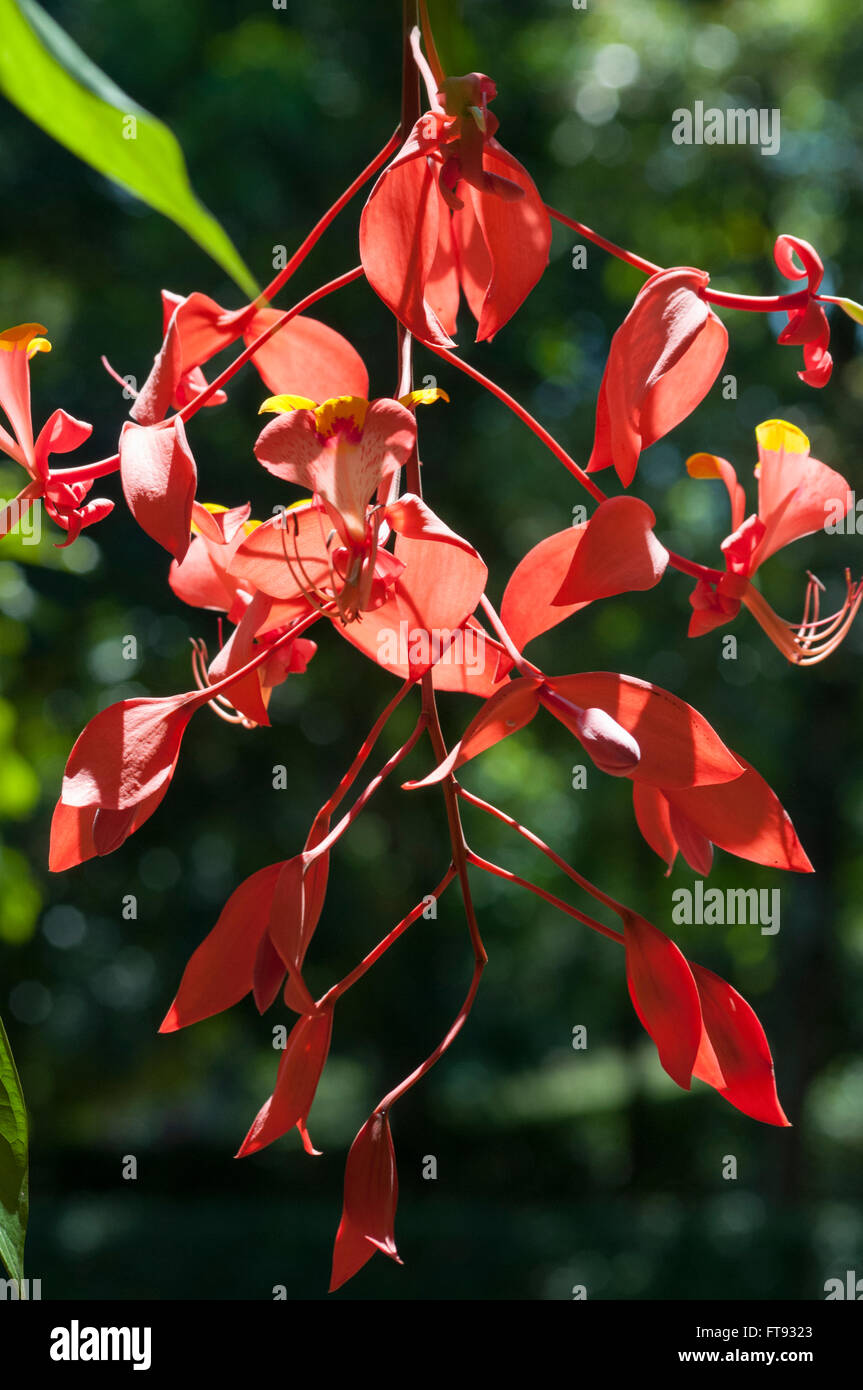 Pride of Burma (Amherstia nobilis), an ornamental planted in 1945 by ...