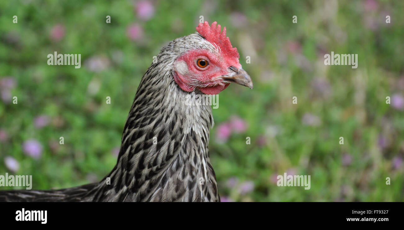 Bantam Chicken 2 Stock Photo - Alamy