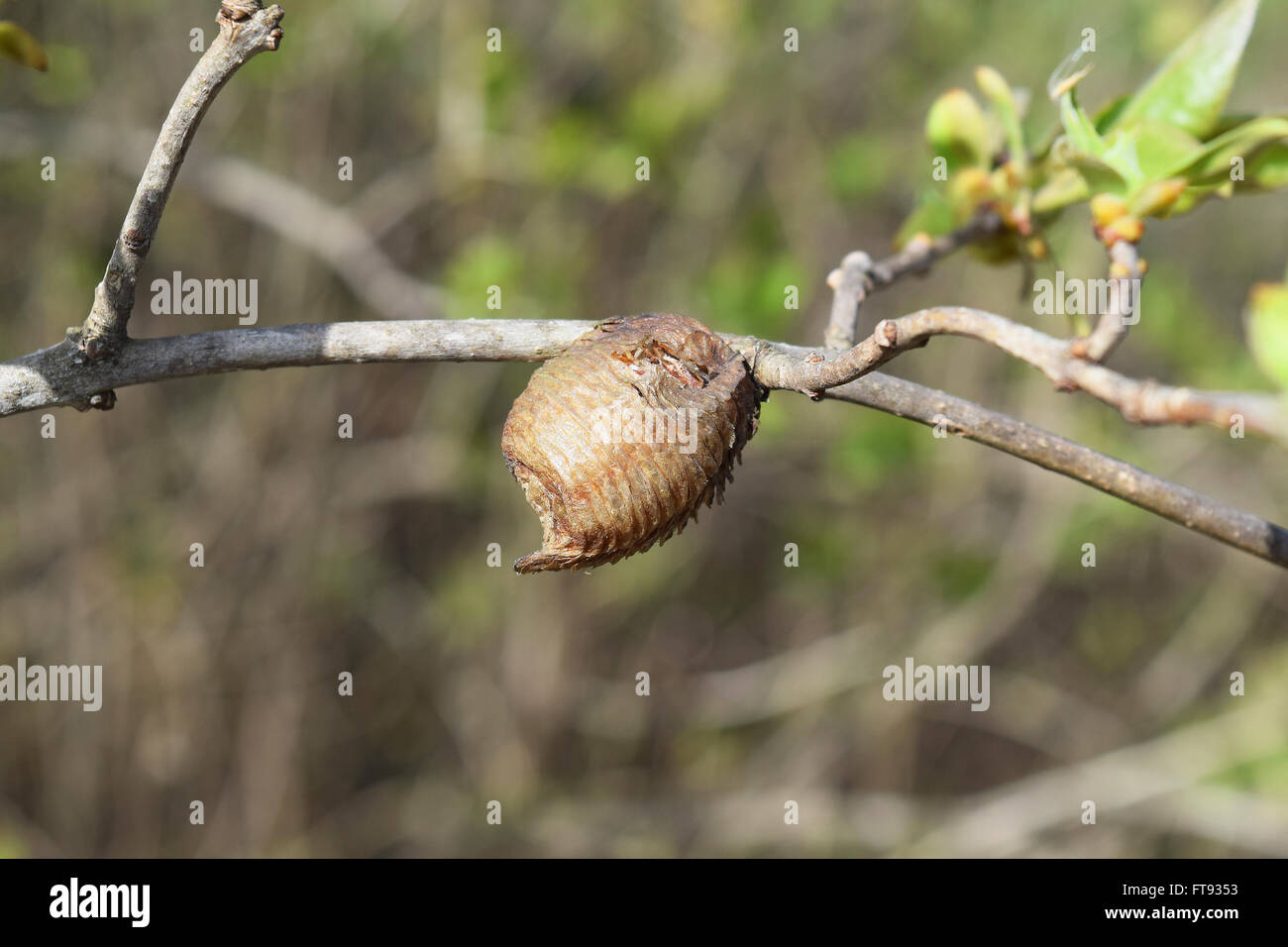 Hierodula transcaucasica hi-res stock photography and images - Alamy