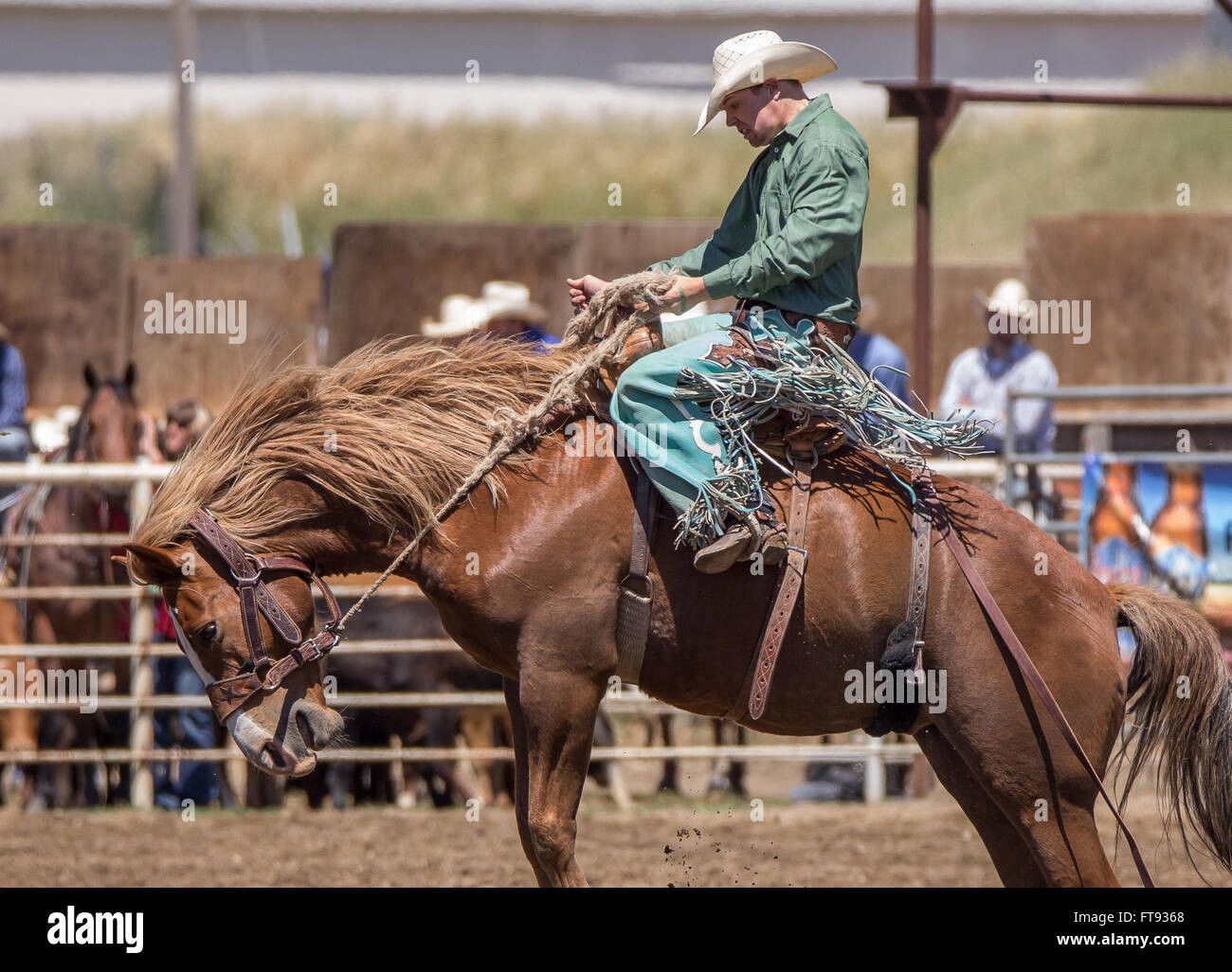 Bronco riding in a rodeo in Cottonwood, California Stock Photo - Alamy
