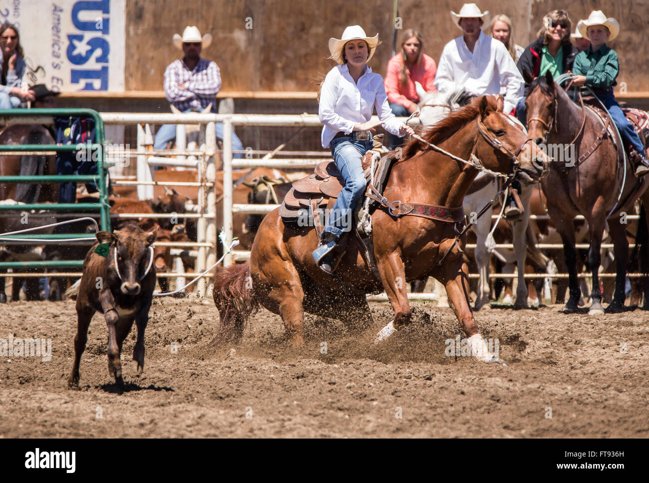 Team roping cowboys men horses hi-res stock photography and images - Alamy