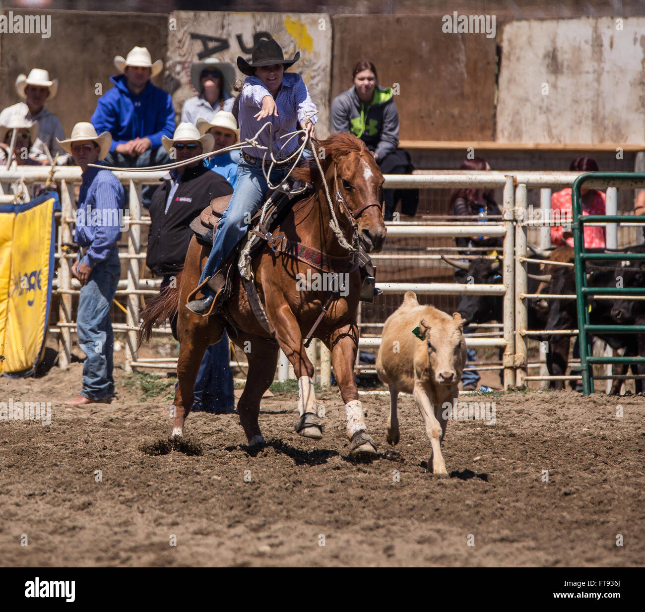 Calf roping action at a rodeo in Cottonwood, California Stock Photo - Alamy