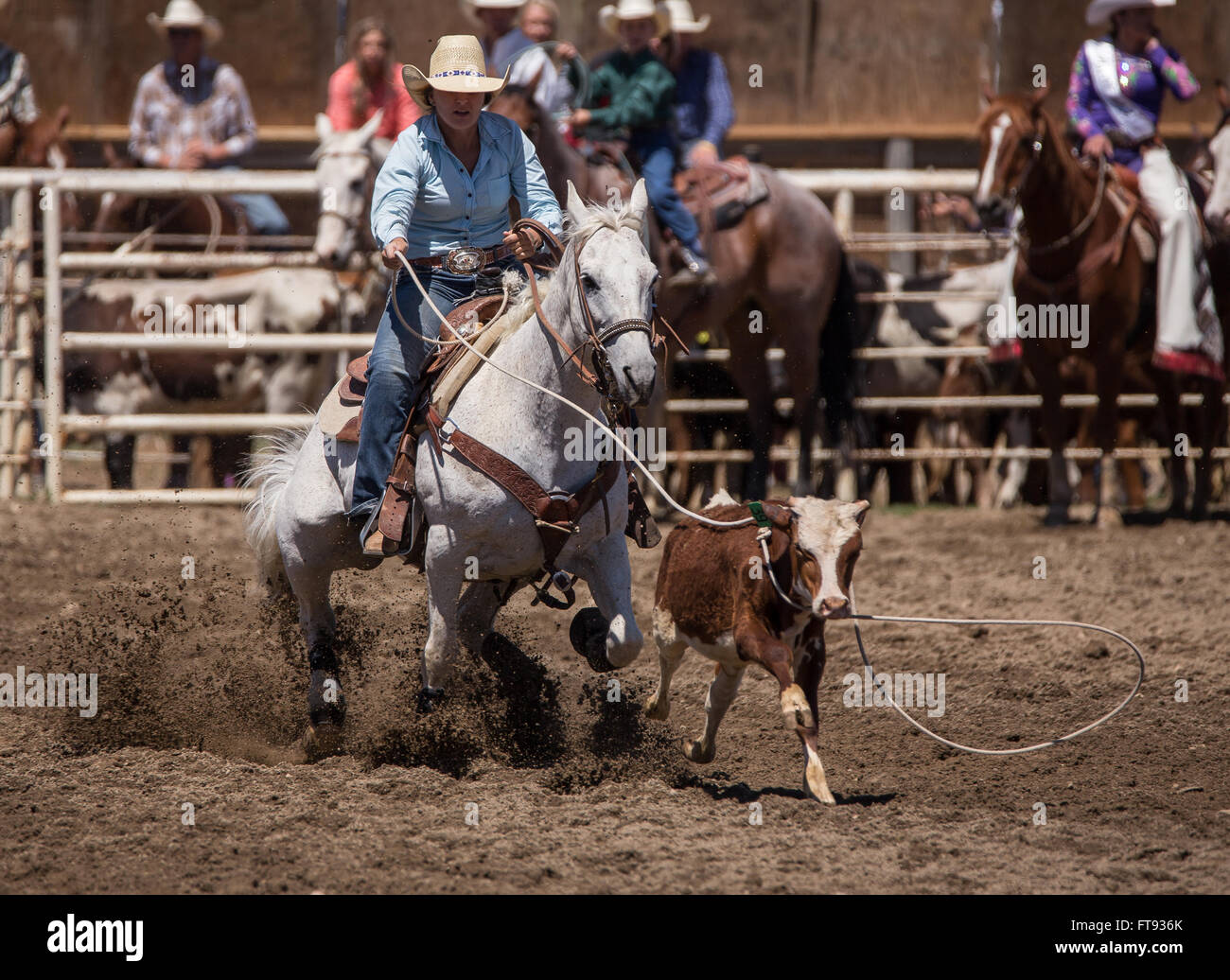 Team roping cowboys men horses hi-res stock photography and images - Alamy