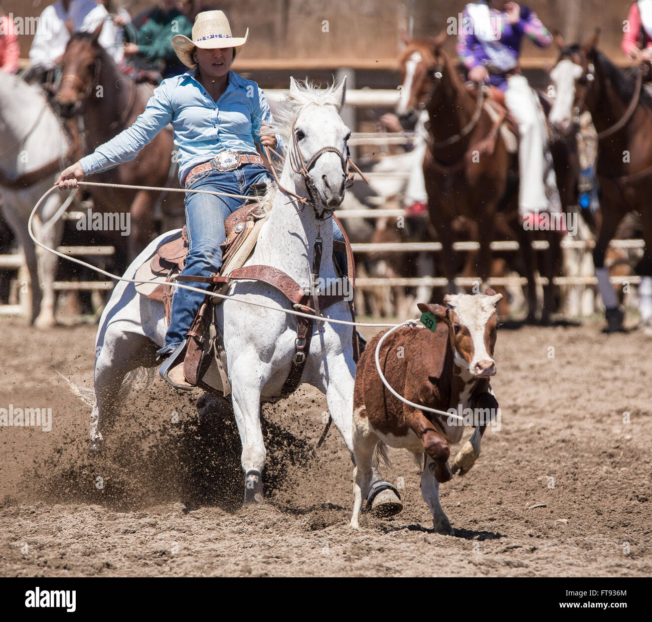 Calf roping action at a rodeo in Cottonwood, California Stock Photo - Alamy
