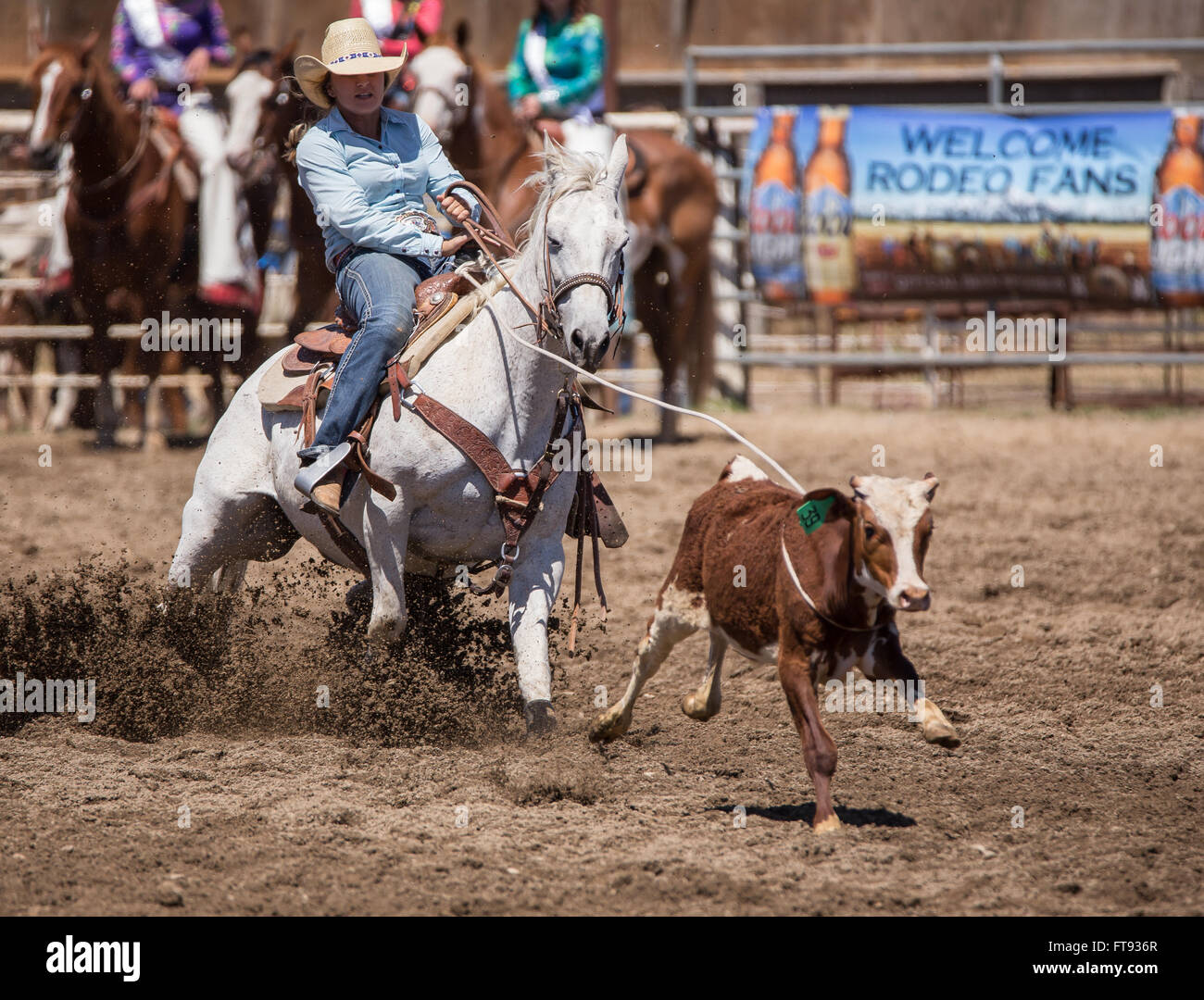 Calf roping action at a rodeo in Cottonwood, California Stock Photo - Alamy