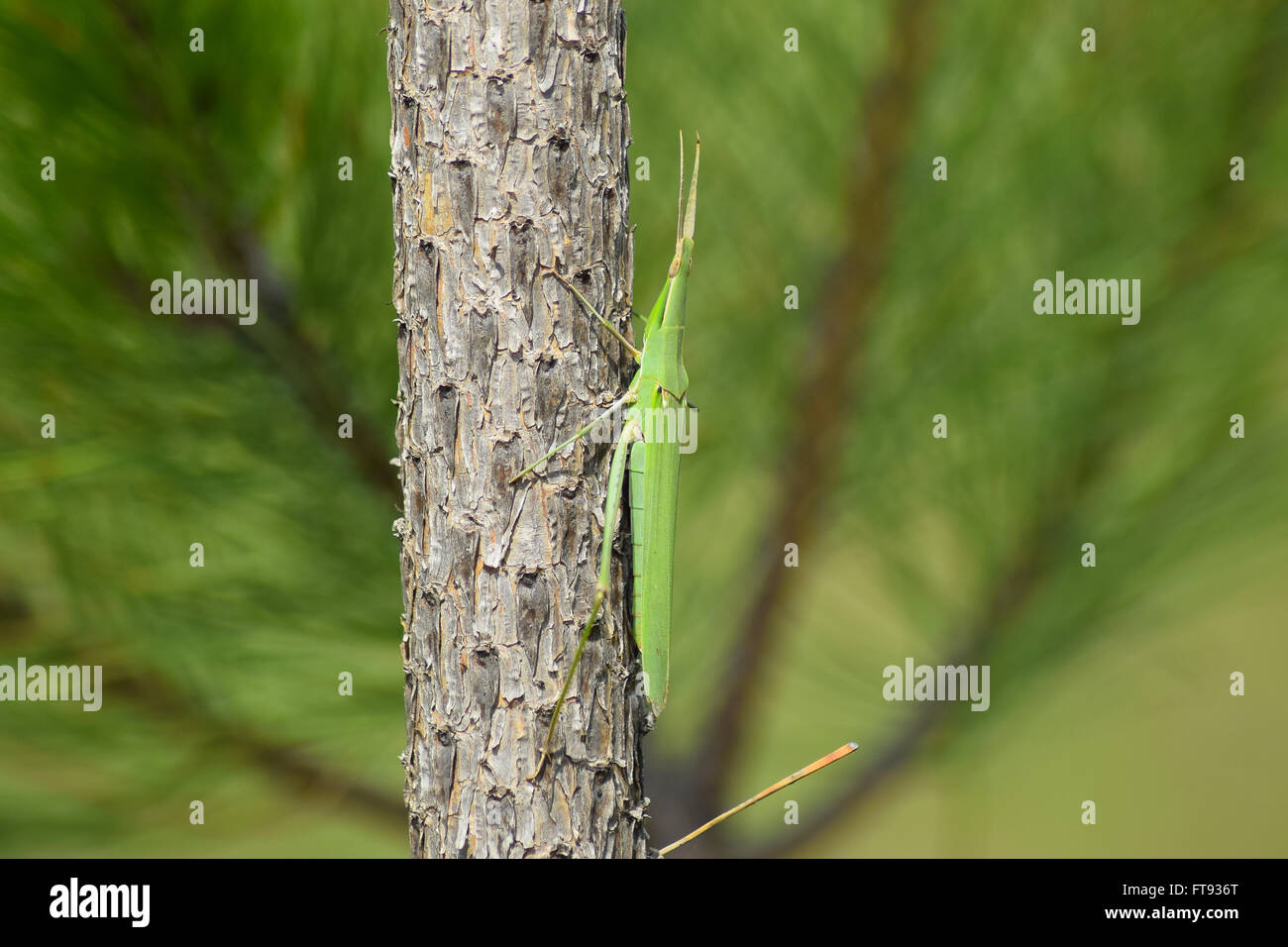 Green locusts, orthoptera insect. Ordinary locusts on the young ...