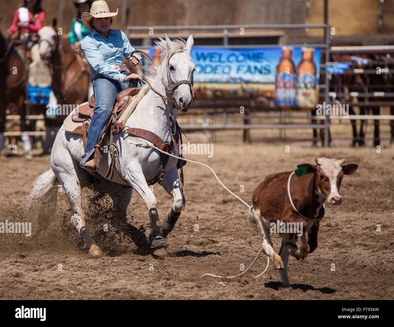 Team roping cowboys men horses hi-res stock photography and images - Alamy