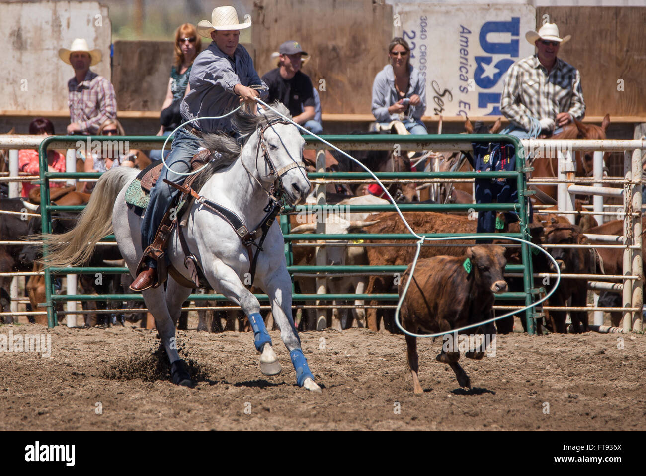 Calf roping action at a rodeo in Cottonwood, California Stock Photo - Alamy