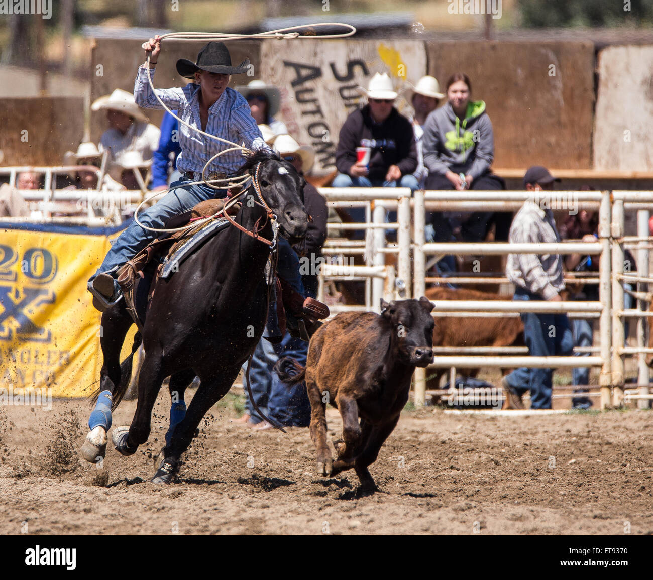 Team roping cowboys men horses hi-res stock photography and images - Alamy
