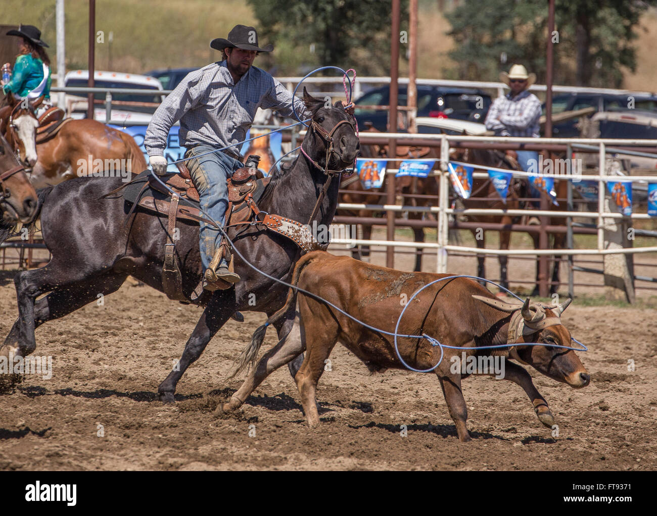 Team roping cowboys men horses hi-res stock photography and images - Alamy