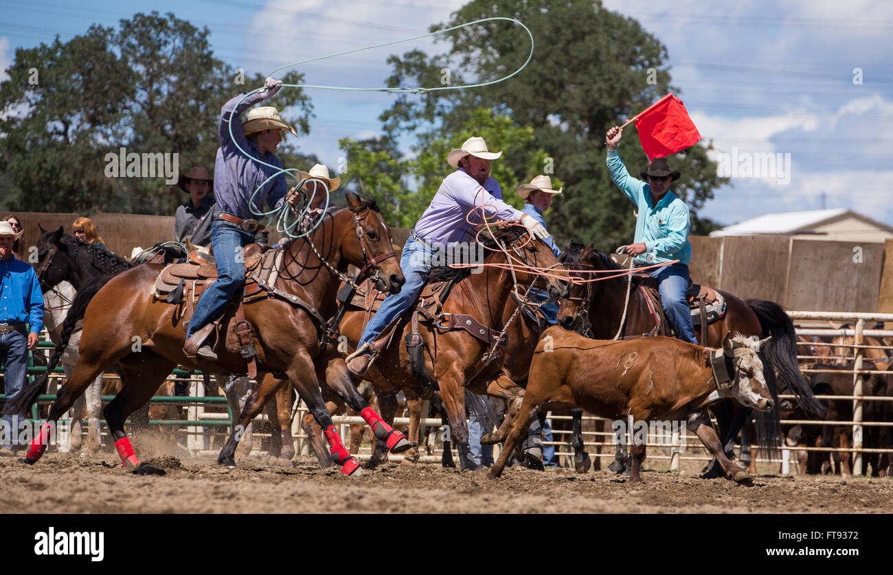 Calf roping action at a rodeo in Cottonwood, California Stock Photo - Alamy