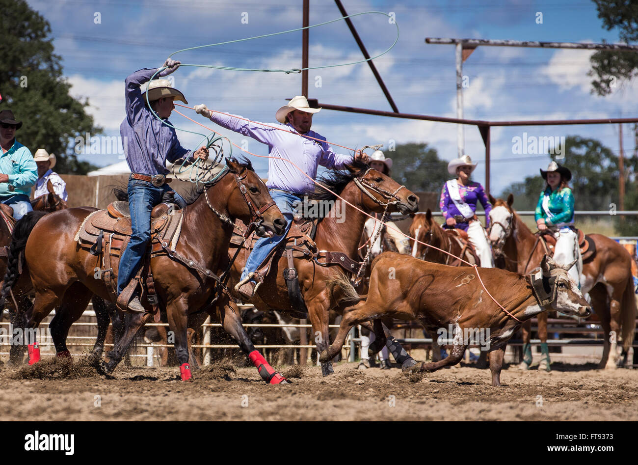Calf roping action at a rodeo in Cottonwood, California Stock Photo - Alamy